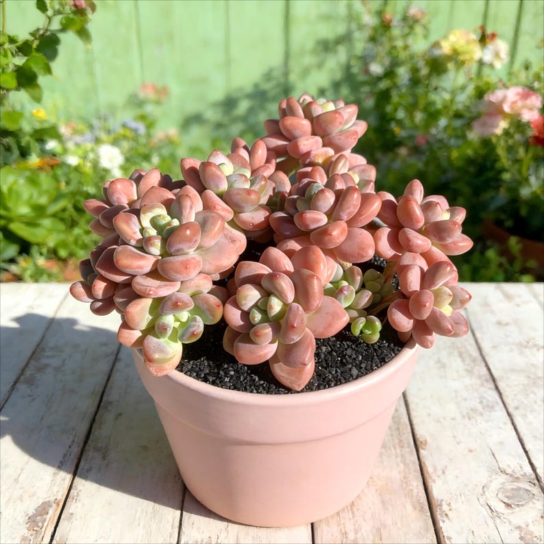 Graptosedum Miul Rare Succulent: 3-3.5" Lmported Live Plants, Indoor ...