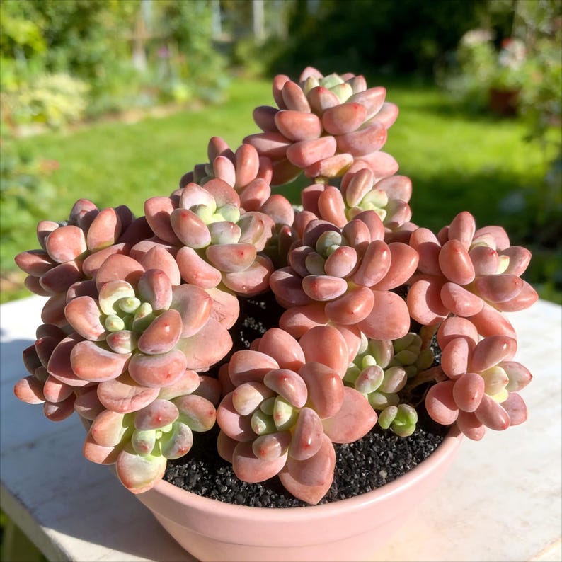 Graptosedum Miul Rare Succulent: 3-3.5" Lmported Live Plants, Indoor ...