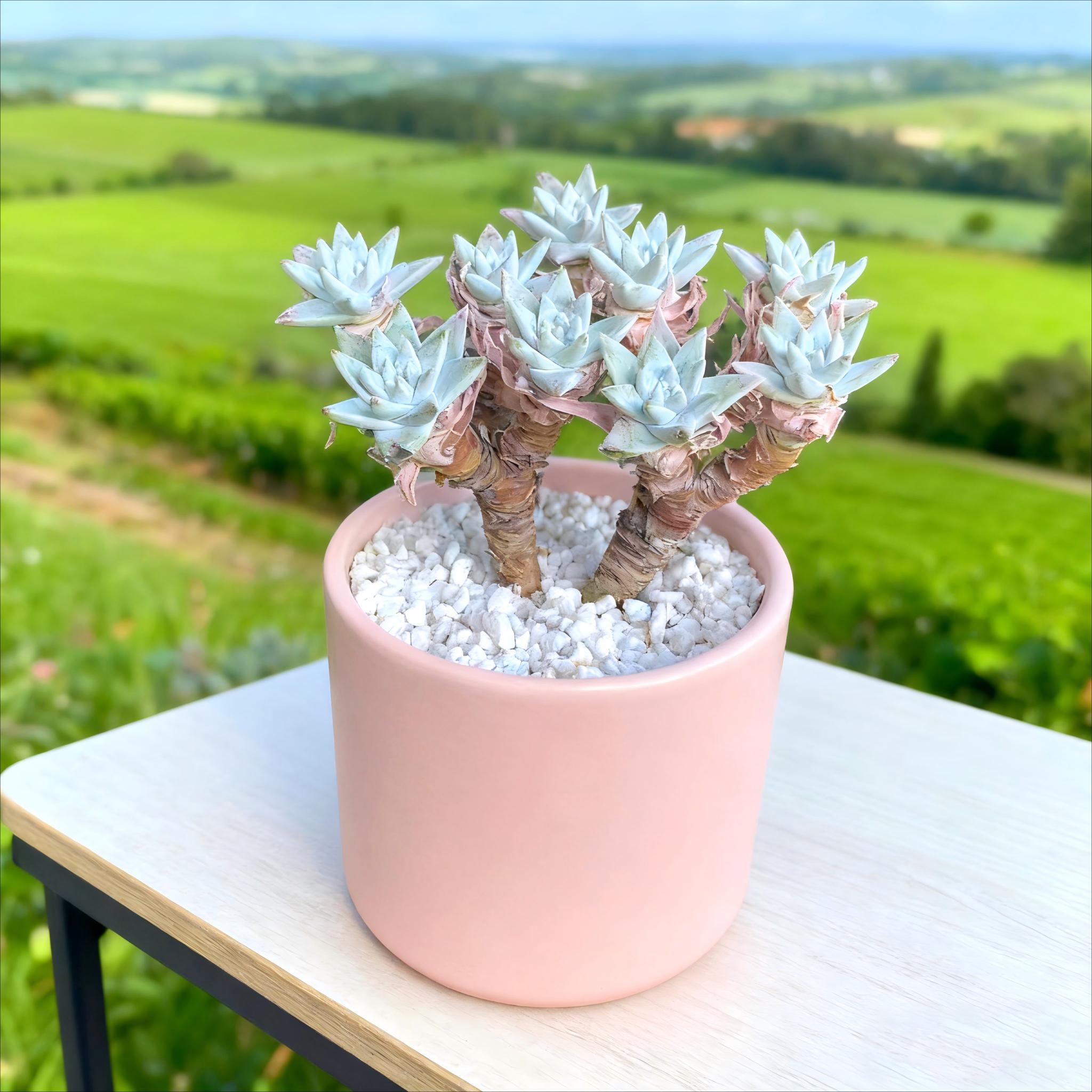 Rare Succulent-dudleya Gnoma S.w.mccabe: 3-3.5" Green Live Plant ...