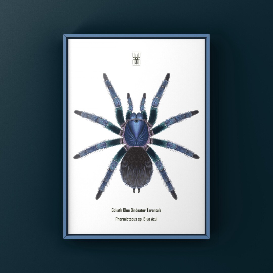 Goliath Blue Birdeater Tarantula Art Print, Phormictopus Sp. Blue Azul ...