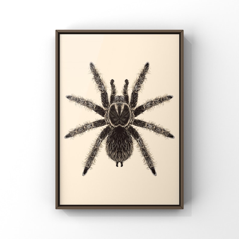 Curly Hair Tarantula Art Print, Tliltocatl Albopilosus Biological ...