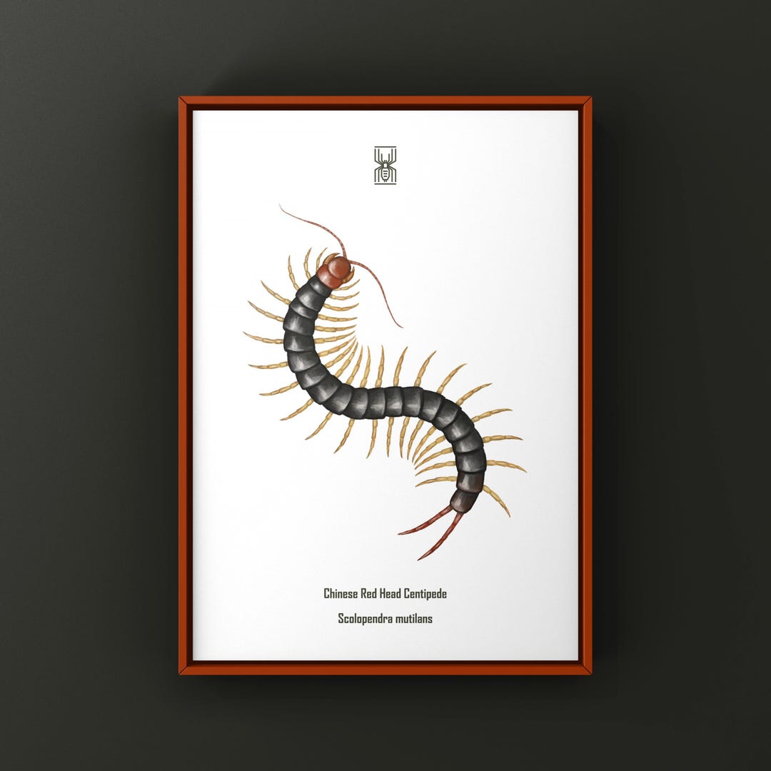 Chinese Red Head Centipede Art Print, Scolopendra Mutilansi Biological ...