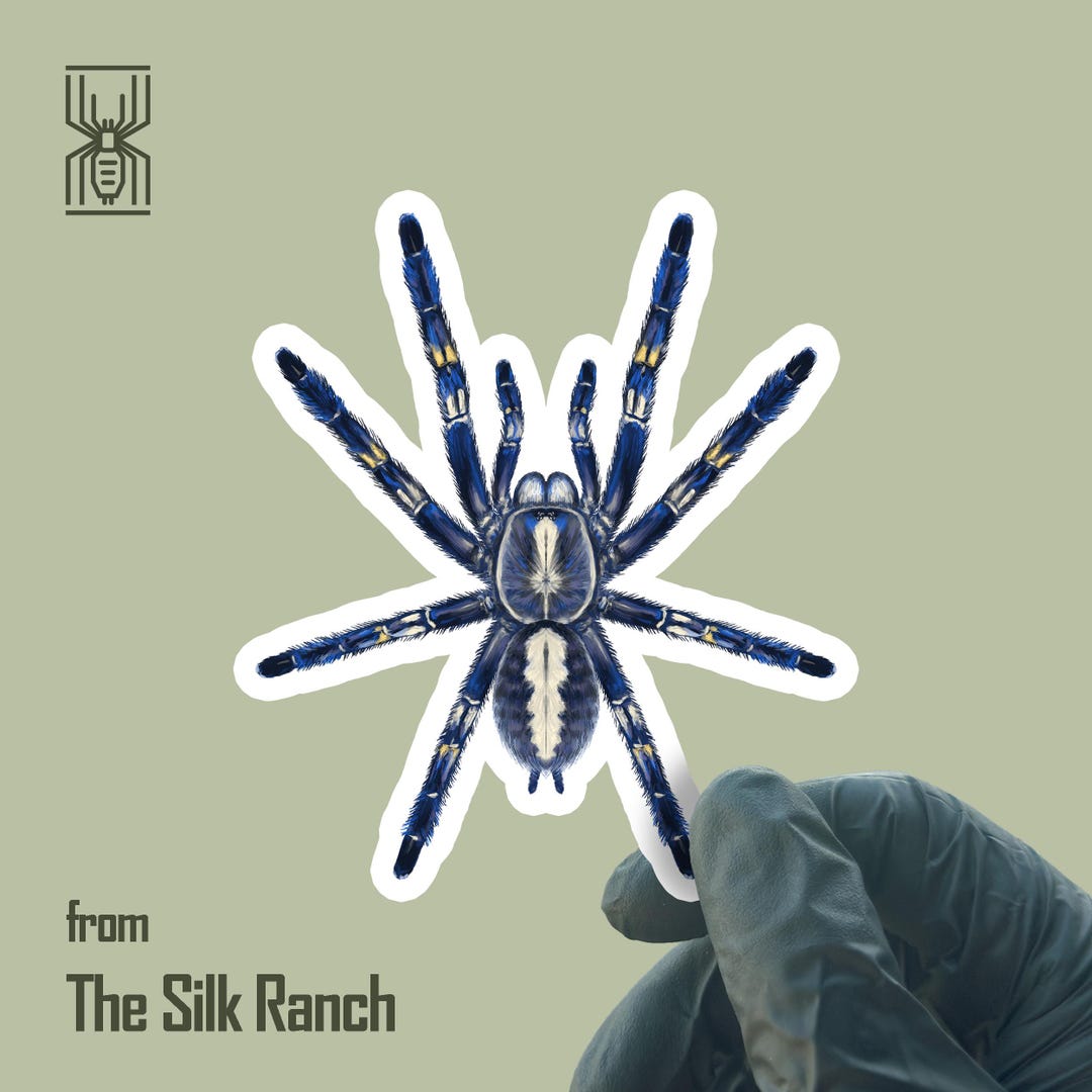 Gooty Sapphire Tarantula Sticker, Poecilotheria Metallica Vinyl Decal ...