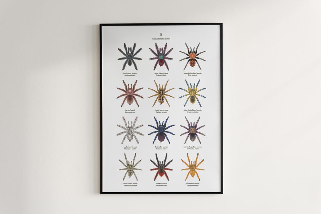 Tarantula Poster Series II, Colorful Exotic Spider Wall Art, 12 Species ...