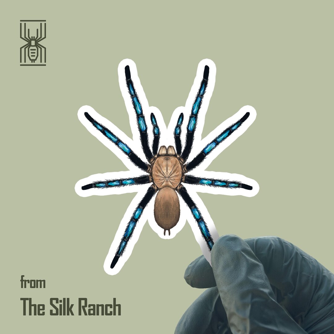 Neon Blue Leg Tarantula Sticker, Birupes Simoroxigorum Vinyl Decal ...