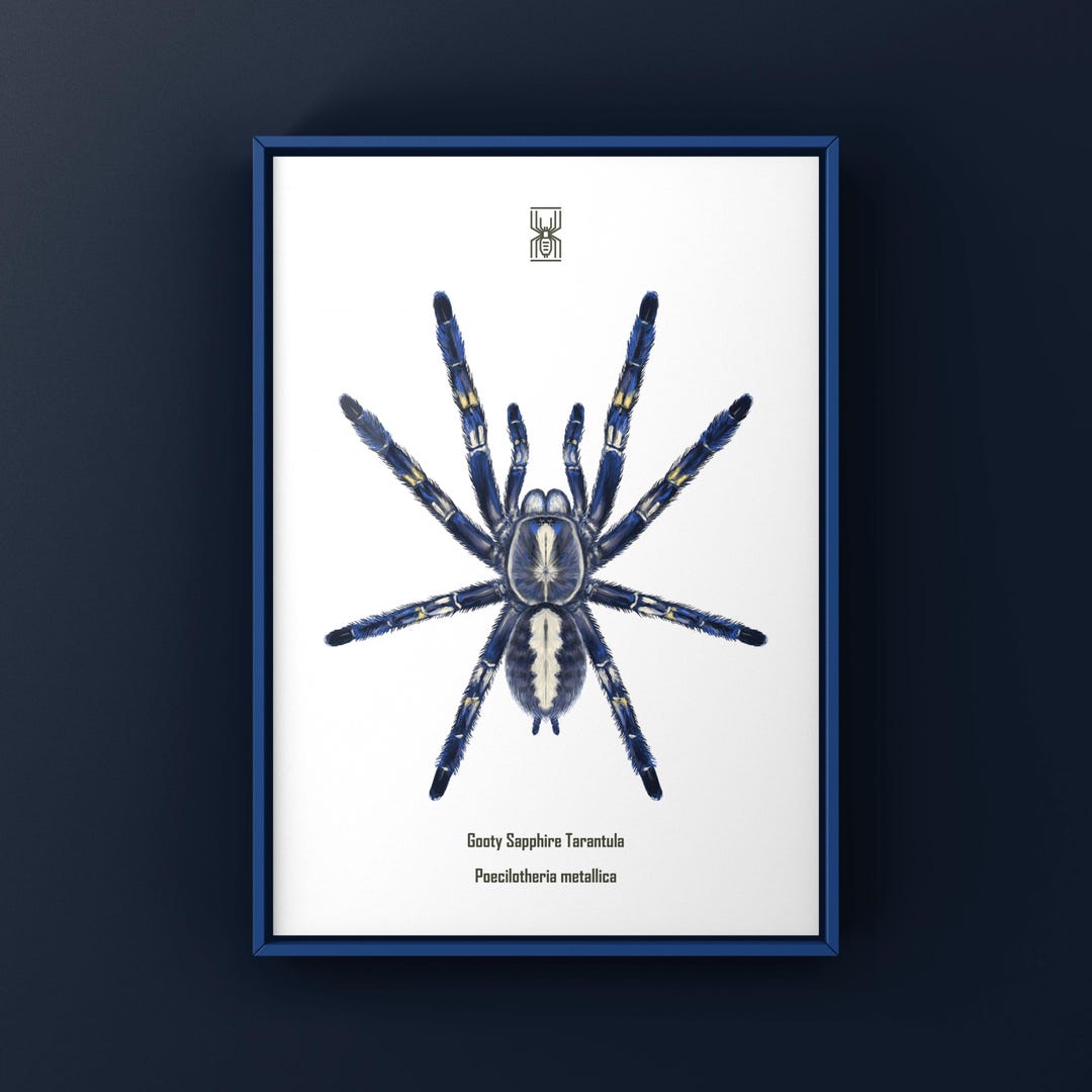 Gooty Sapphire Tarantula Art Print, Poecilotheria Metallica Biological ...