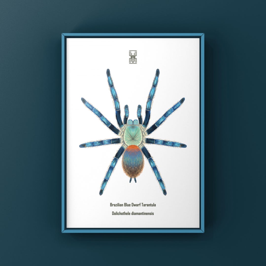 Brazilian Blue Dwarf Tarantula Art Print, Dolichothele Diamantinensis ...