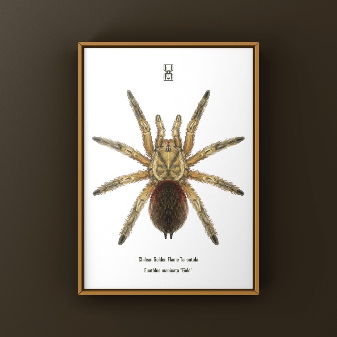 Chilean Golden Flame Tarantula Art Print, Euathlus Maricata Gold ...