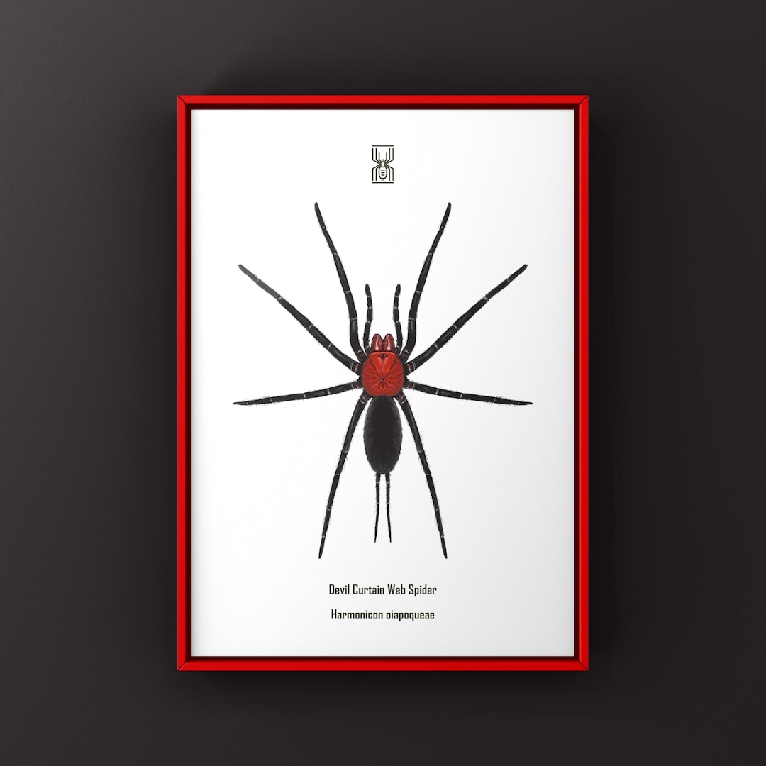 Devil’s Curtain Web Spider Art Print, Harmonicon Oiapoqueae Biological ...