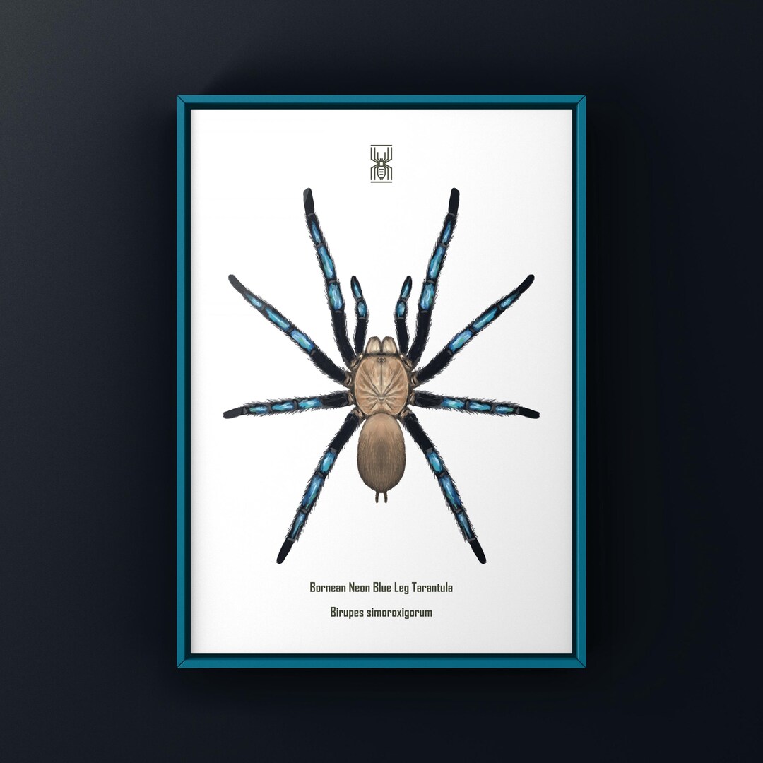Bornean Neon Blue Leg Tarantula Art Print, Birupes Simoroxigorum ...