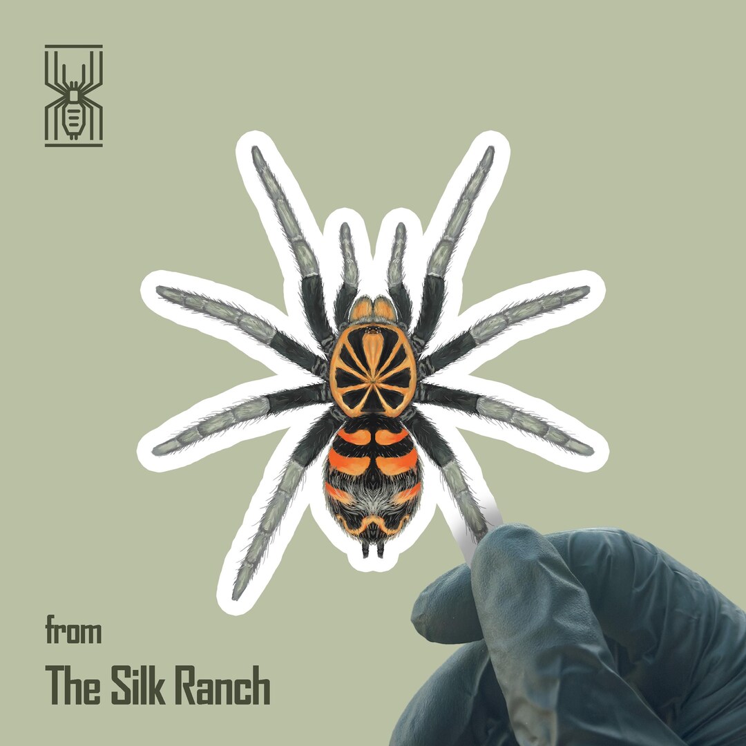 Ecuadorian Crowned Tarantula Sticker, Theraphosidae Sp. Yasuni Vinyl ...
