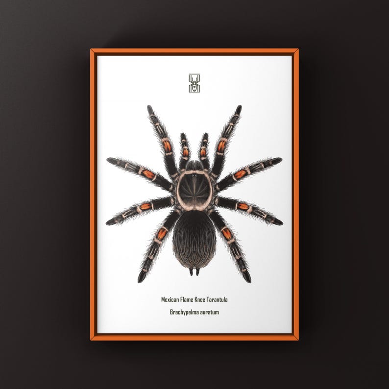 Mexican Flame Knee Tarantula Art Print, Brachypelma Auratum Biological ...