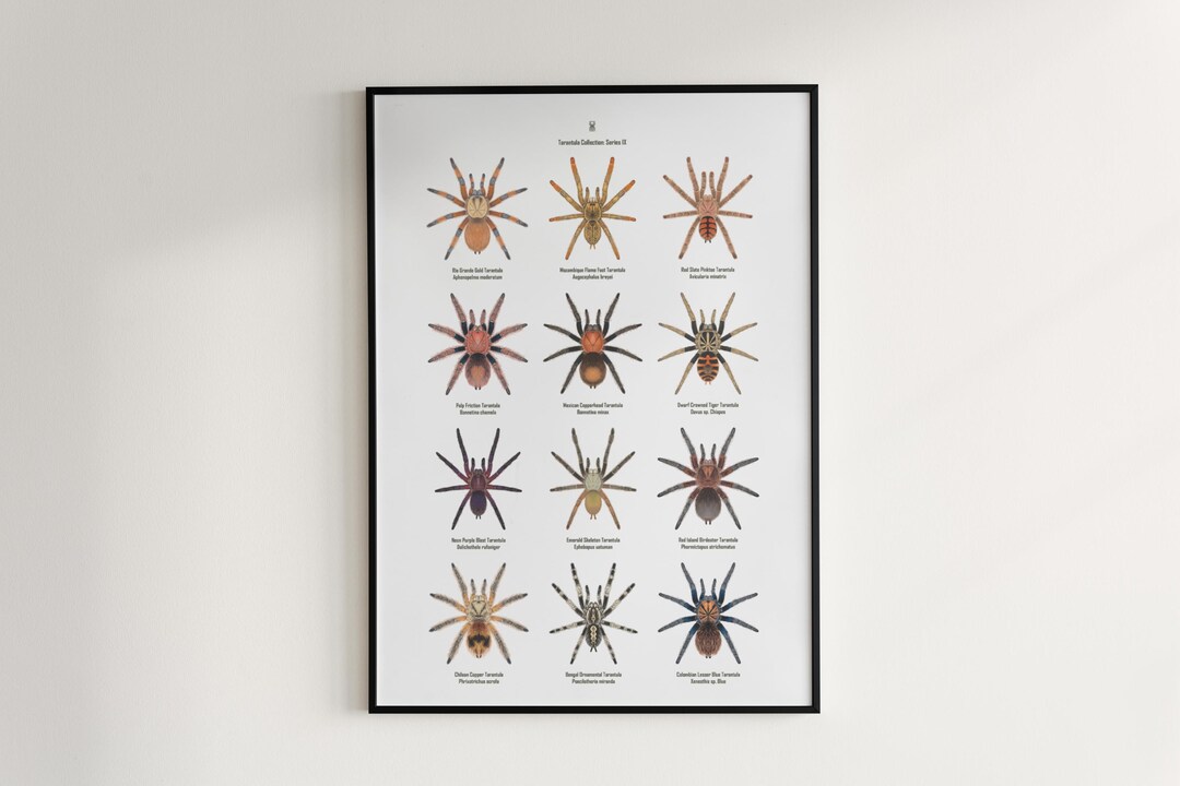 Tarantula Poster Series IX, Exotic Spider Wall Art, Nature-inspired ...