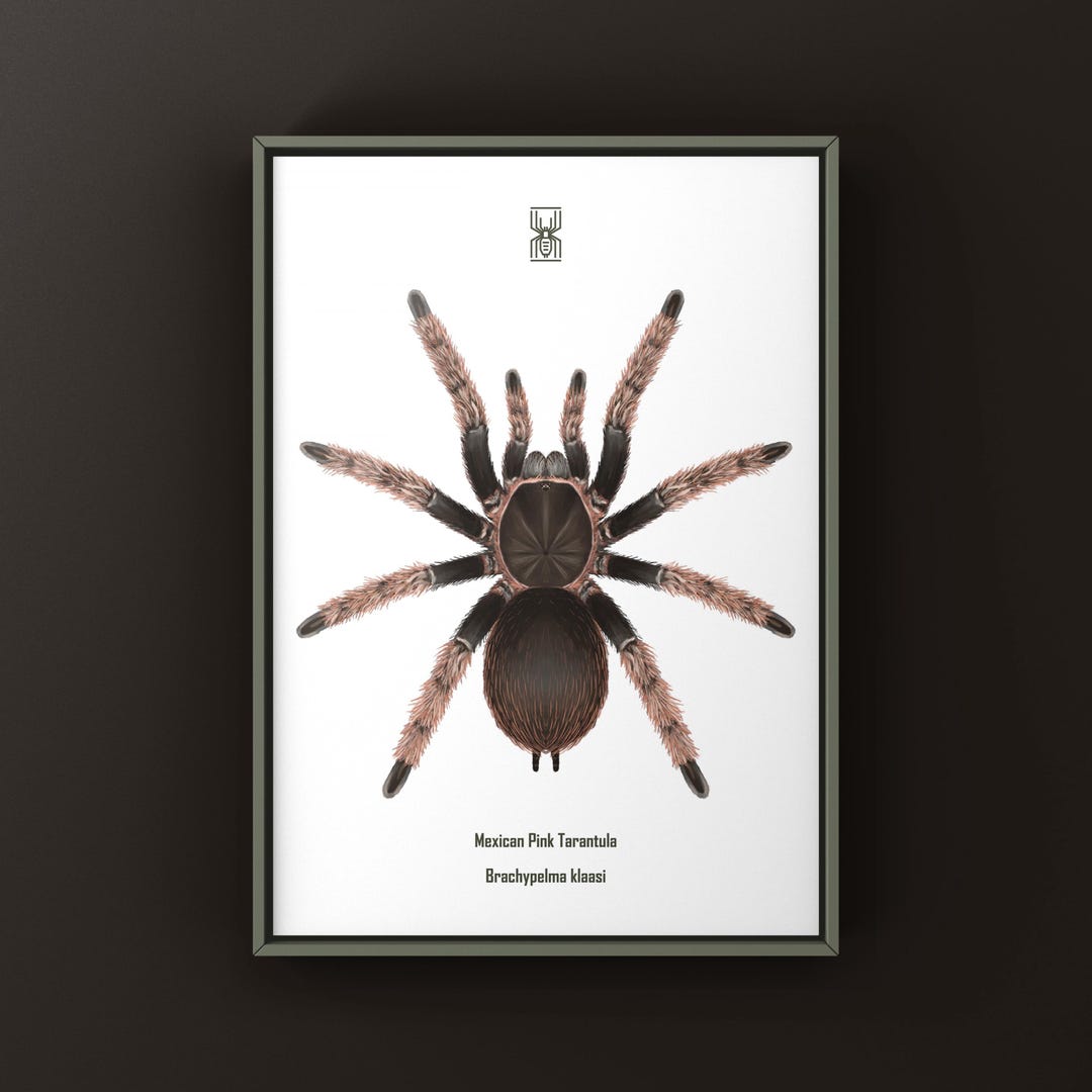 Mexican Pink Tarantula Art Print, Brachypelma Klaasi Biological ...