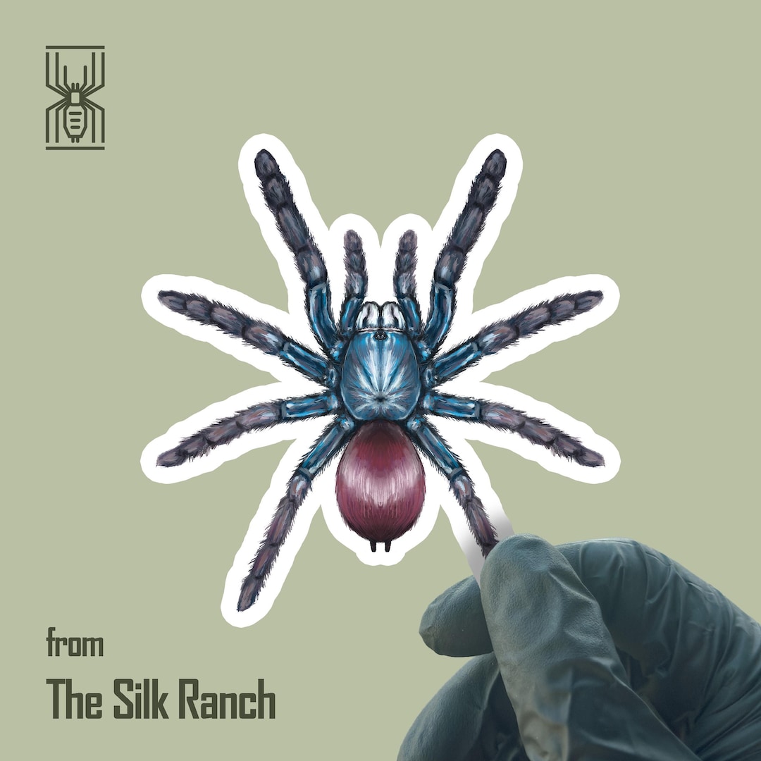 Indian Rainbow Tarantula Sticker, Cilantica Devamatha Vinyl Decal ...