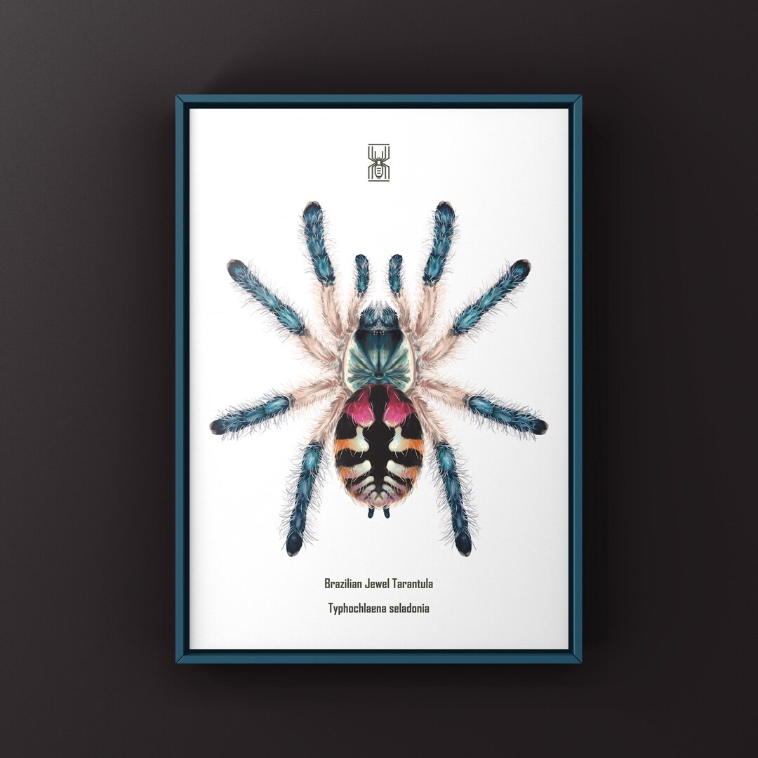 Brazilian Jewel Tarantula Art Print, Typhochlaena Seladonia Biological ...