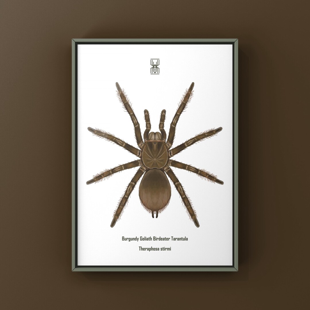 Burgundy Goliath Birdeater Tarantula Art Print, Theraphosa Stirmi ...
