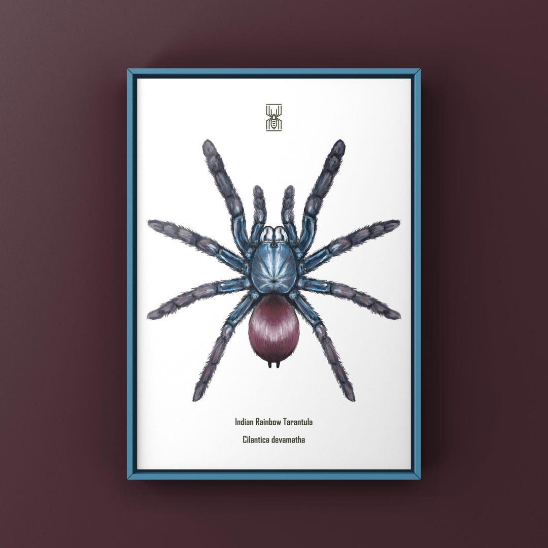 Indian Rainbow LSD Tarantula Art Print, Cilantica Devamatha Biological ...