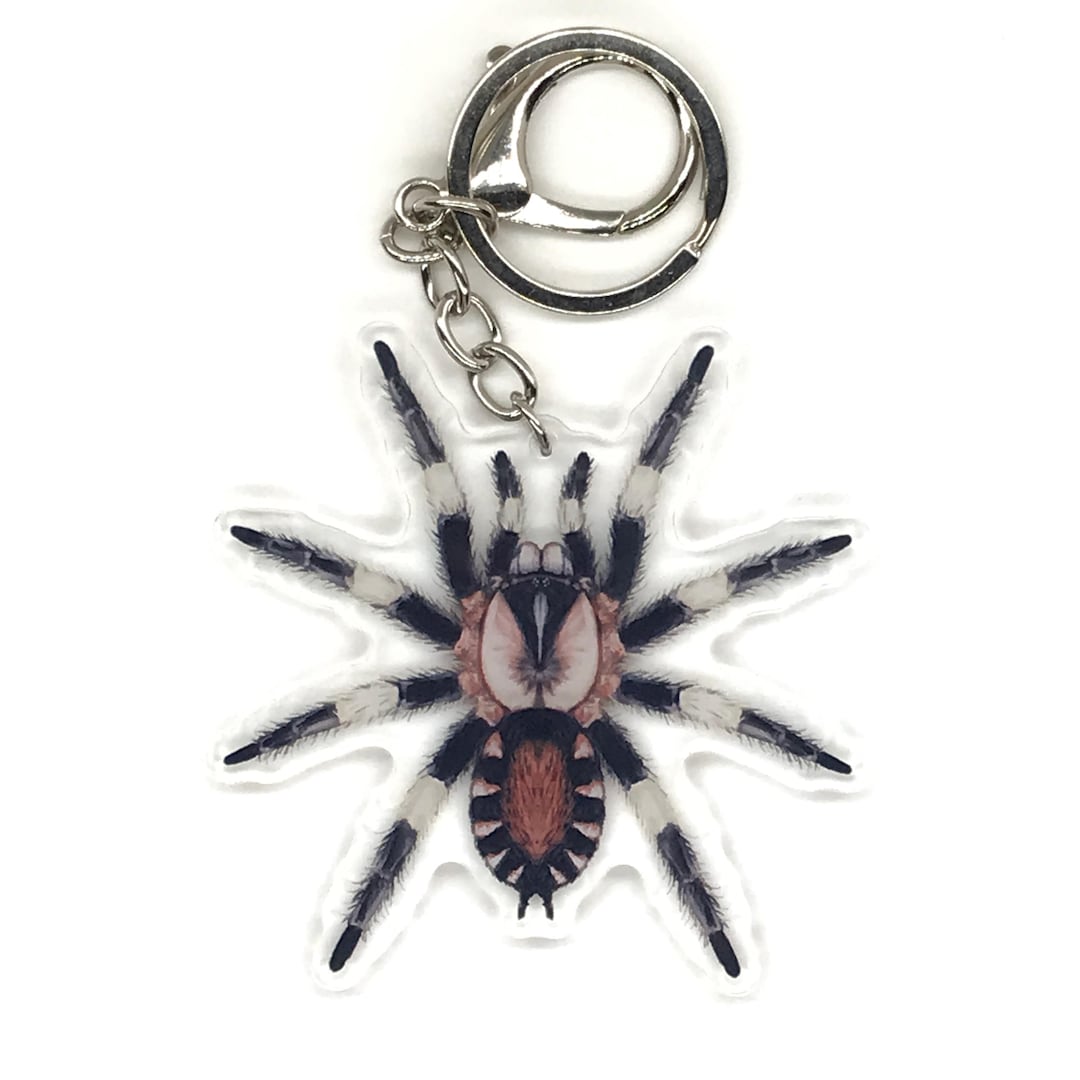 Peruvian Black and White Tarantula Keychain, Cyriocosmus Ritae Acrylic ...