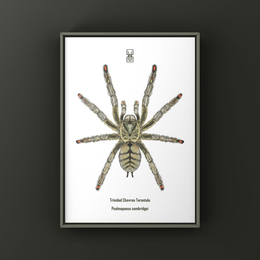 Trinidad Chevron Tarantula Art Print, Psalmopoeus Cambridgei Biological ...