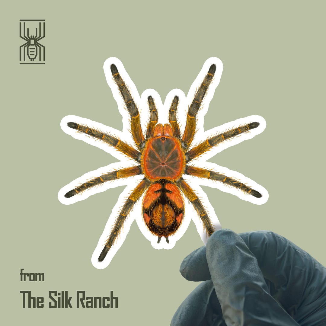 Peruvian Firecracker Tarantula Sticker, Urupelma Sp. Mishana Vinyl ...