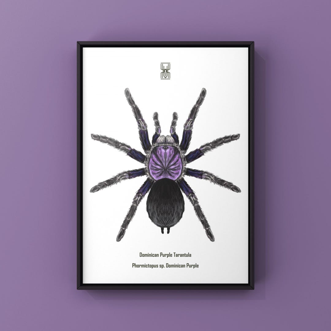 Dominican Purple Tarantula Art Print, Phormictopus Sp Dominican Purple ...
