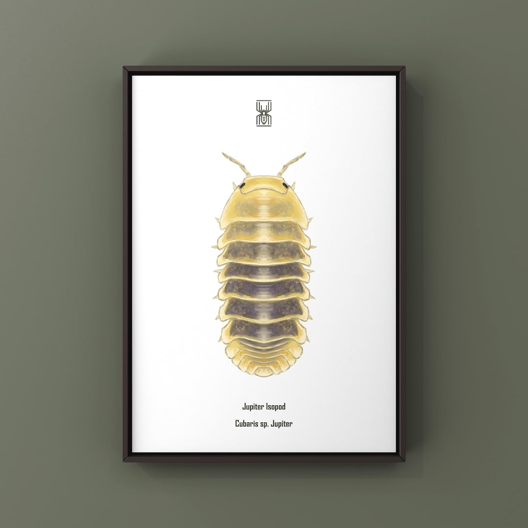 Jupiter Isopod Art Print, Cubaris Sp. Jupiter Biological Illustration ...