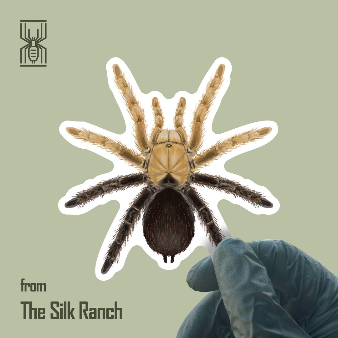 Desert Diamondback Tarantula Sticker, Aphonopelma Sp. Diamondback Vinyl ...