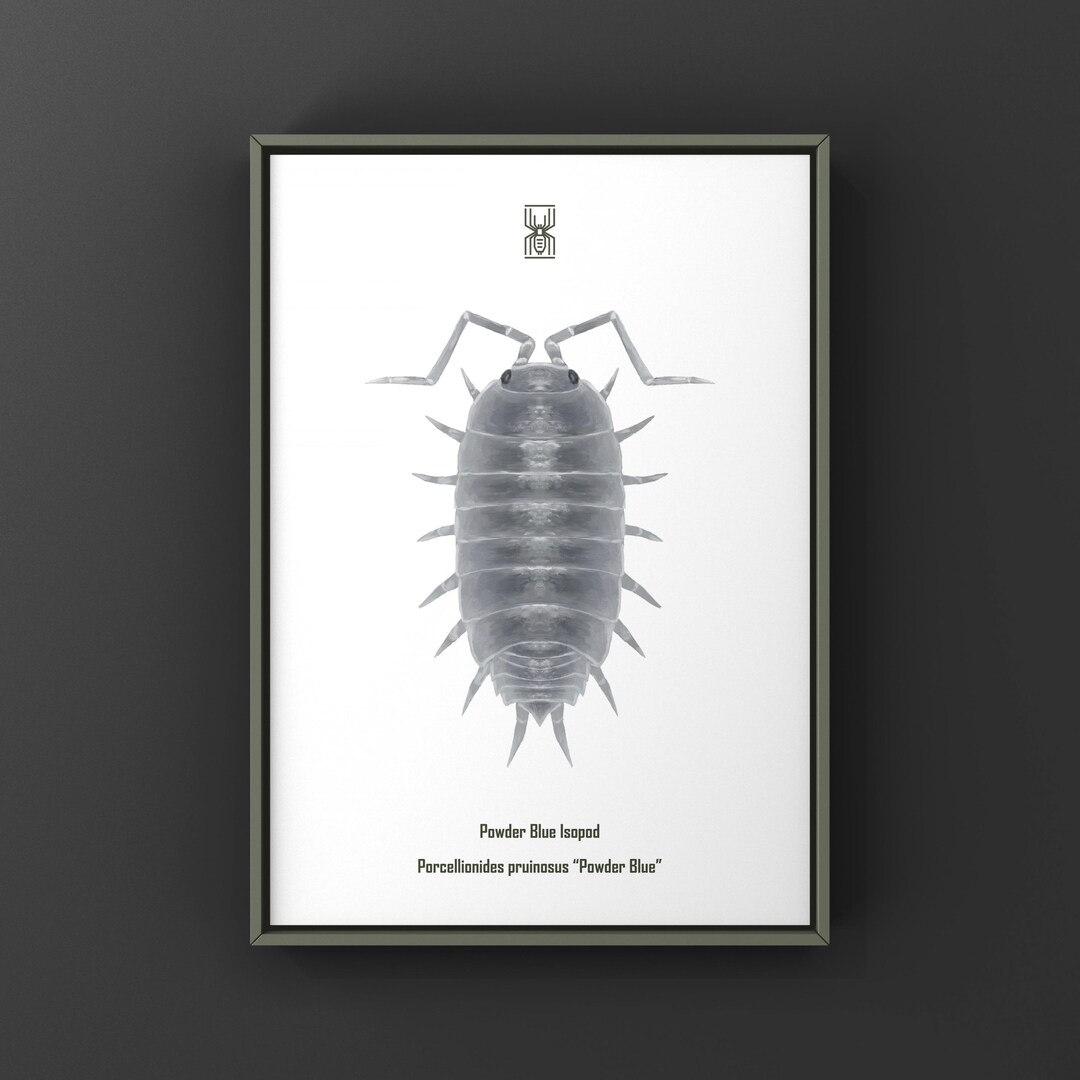 Powder Blue Isopod Art Print, Porcellionides Pruinosus “powder Blue ...