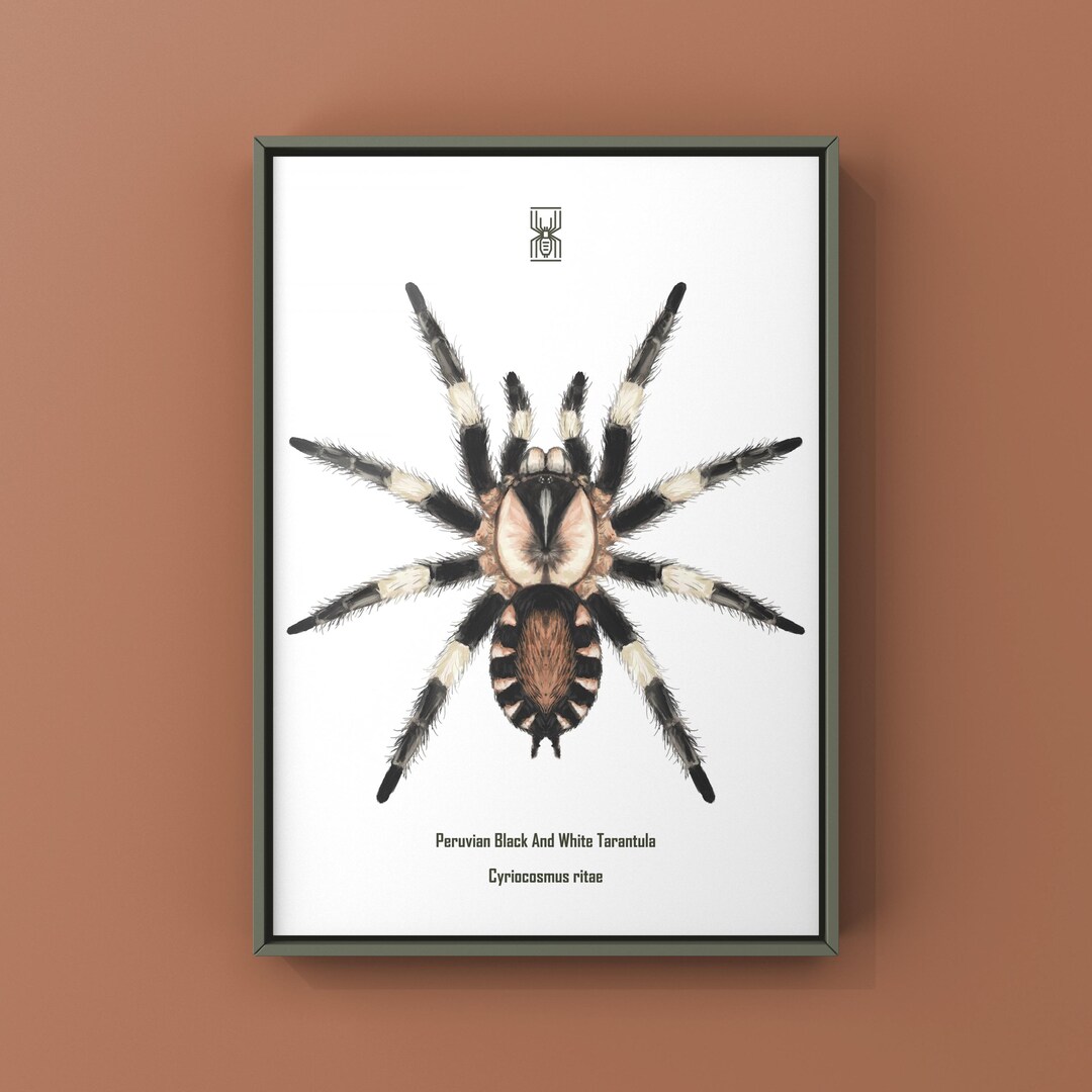 Peruvian Black and White Tarantula Art Print, Cyriocosmus Ritae ...