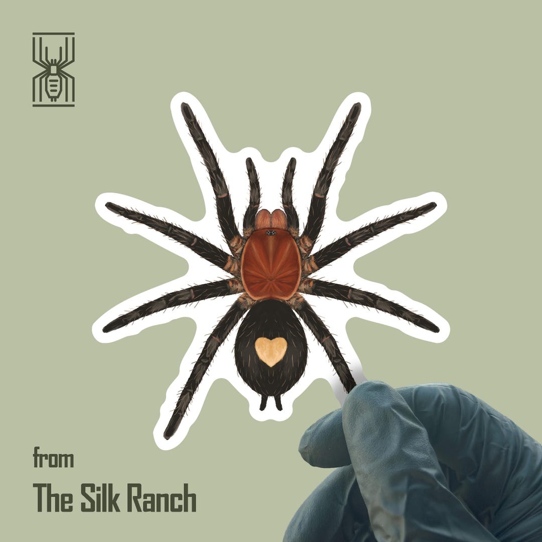 Peruvian Dwarf Tarantula Sticker, Cyriocosmus Sellatus Vinyl Decal ...