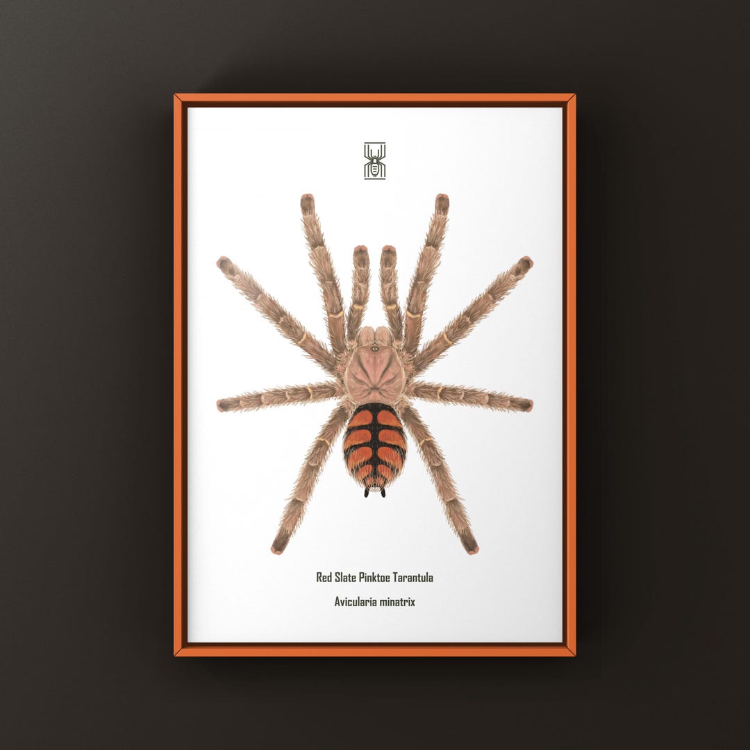 Red Slate Pinktoe Tarantula Print, Avicularia Minatrix Biological ...