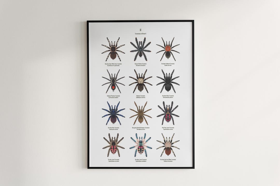 Tarantulas of Brazil I Poster, Exotic Spider Wall Art, Nature-inspired ...