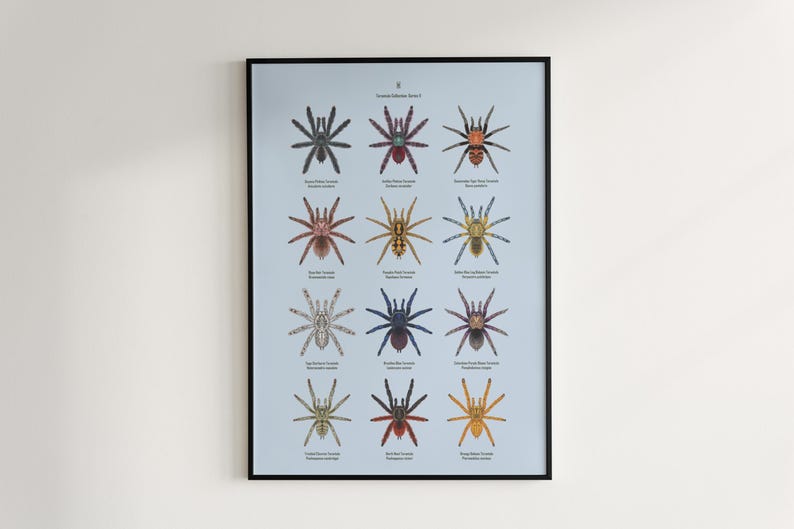 Tarantula Poster Series II, Colorful Exotic Spider Wall Art, 12 Species ...