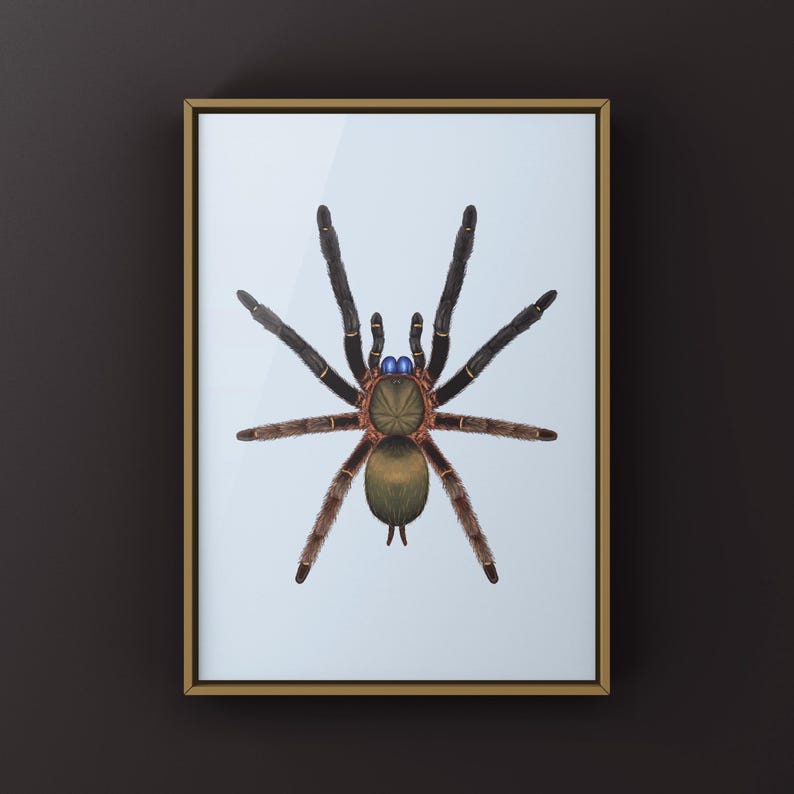Blue Fang Skeleton Tarantula Art Print, Ephebopus Cyanognathus ...