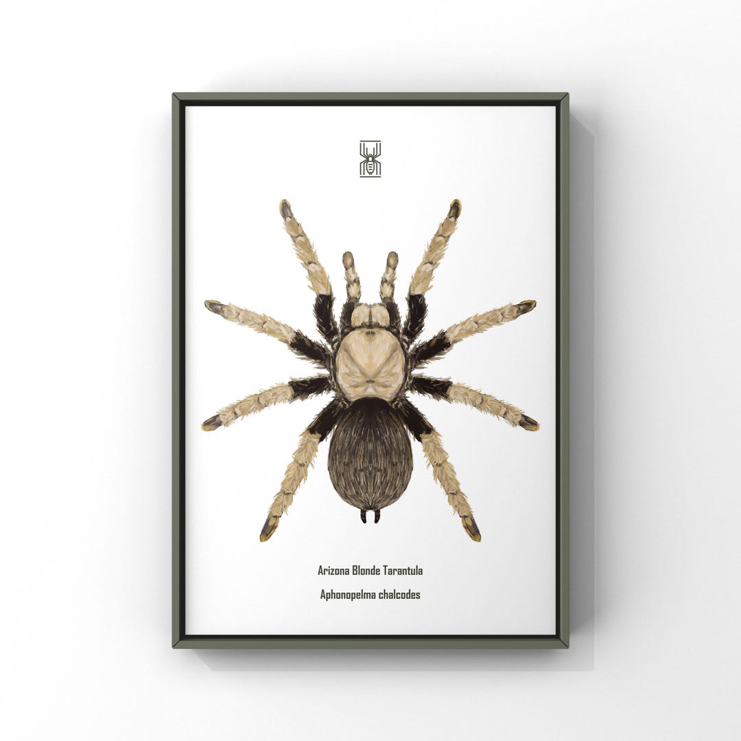Arizona Blonde Tarantula Art Print, Aphonopelma Chalcodes Biological ...