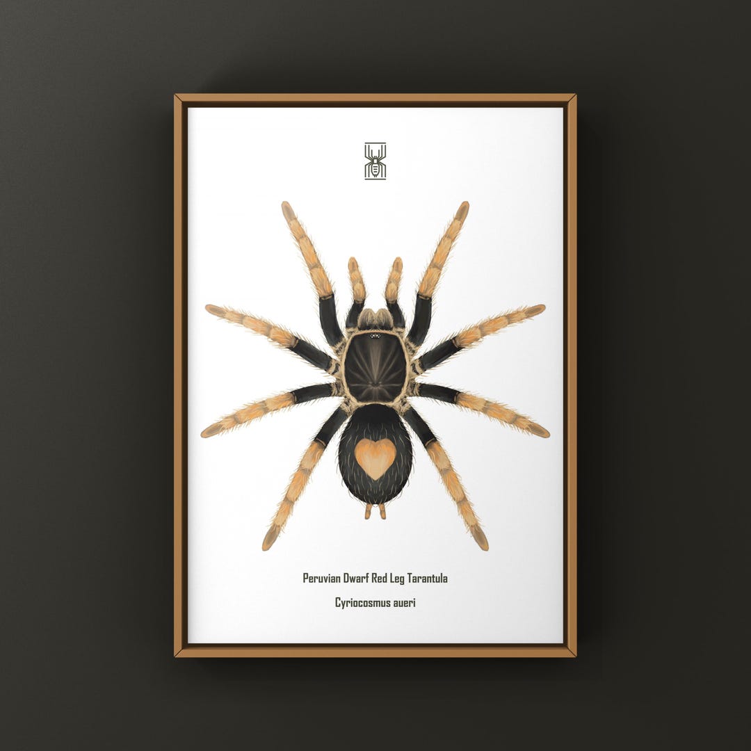 Peruvian Dwarf Red Leg Tarantula Art Print, Cyriocosmus Aueri ...