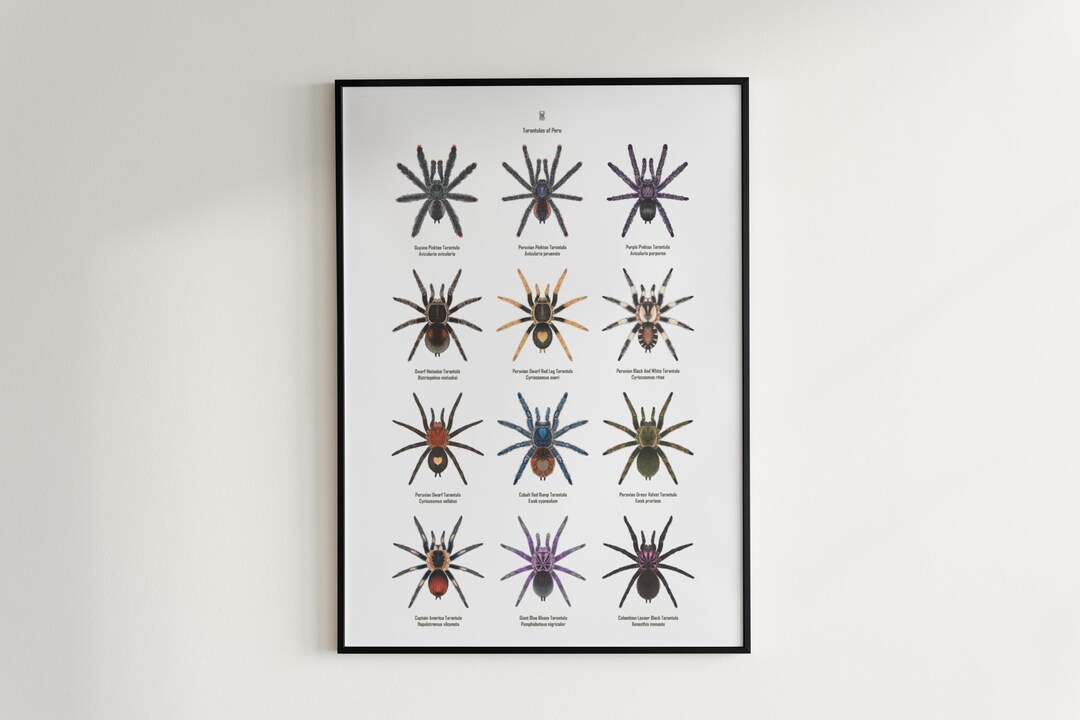 Tarantulas of Peru Poster, Exotic Spider Wall Art, Nature-inspired ...