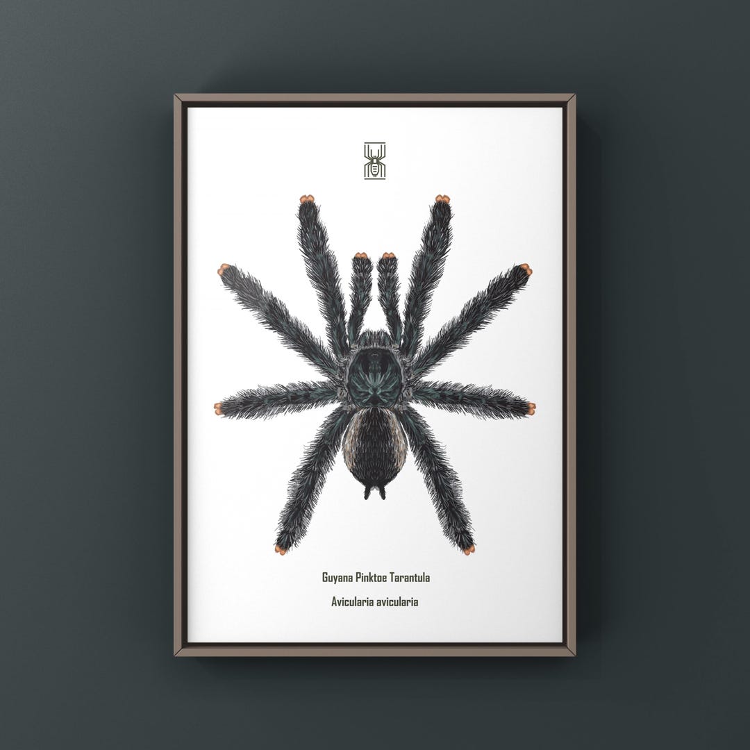 Guyana Pinktoe Tarantula Art Print, Avicularia Avicularia Biological ...