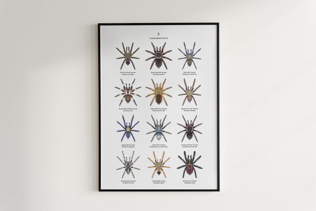 Tarantula Poster Series VI, Unique Exotic Spider Wall Art, 12 Species ...