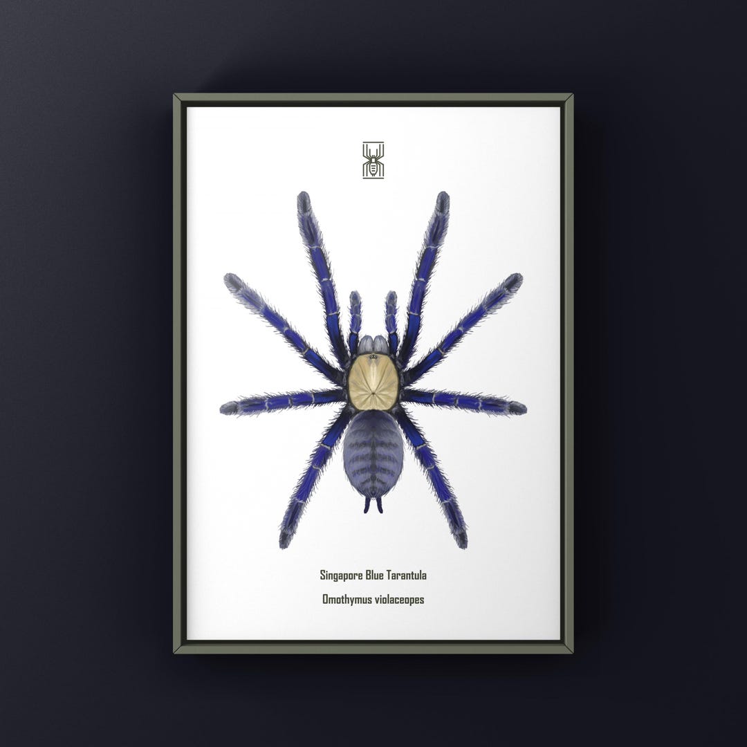 Singapore Blue Tarantula Art Print, Omothymus Violaceopes Biological ...