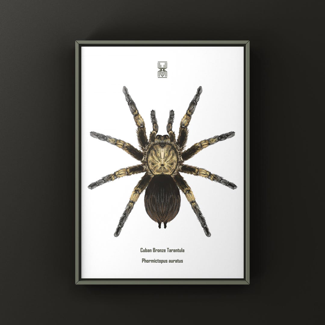 Cuban Bronze Tarantula Art Print, Phormictopus Auratus Biological ...