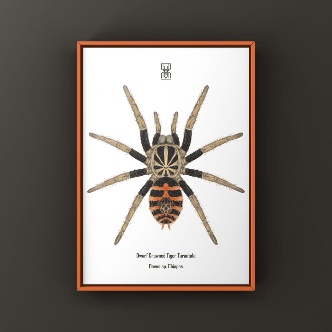 Dwarf Crowned Tiger Tarantula Art Print, Davus Sp. Chiapas Biological ...