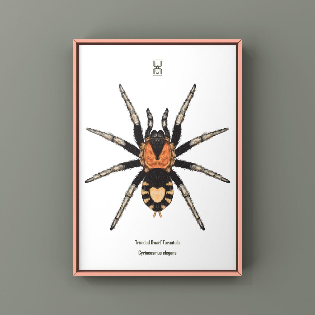 Trinidad Dwarf Tarantula Art Print, Cyriocosmus Elegans Biological ...
