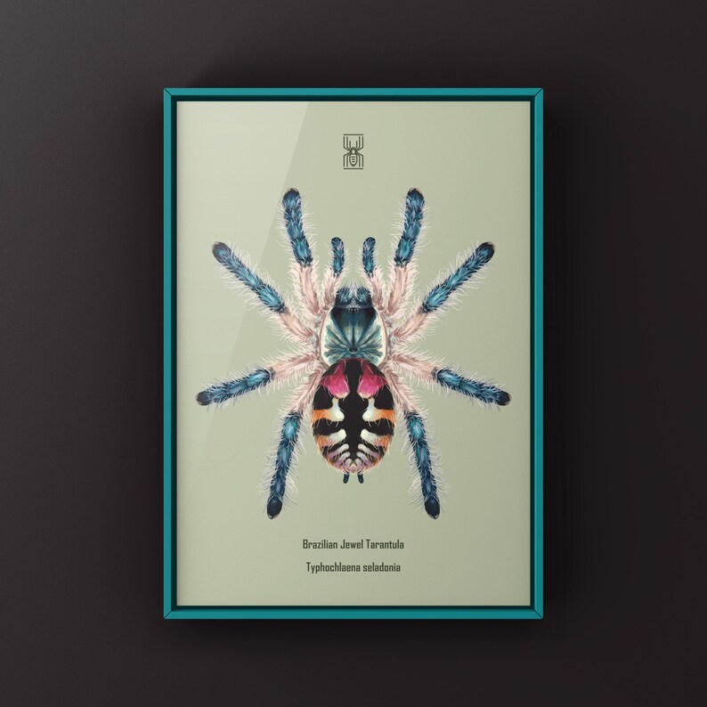 Brazilian Jewel Tarantula Art Print, Typhochlaena Seladonia Biological ...