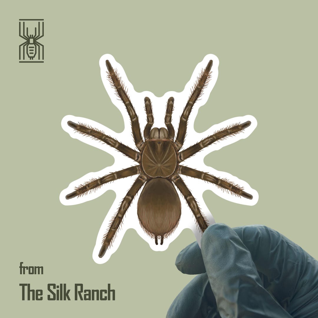 Burgundy Goliath Birdeater Tarantula Sticker, Theraphosa Stirmi Vinyl ...