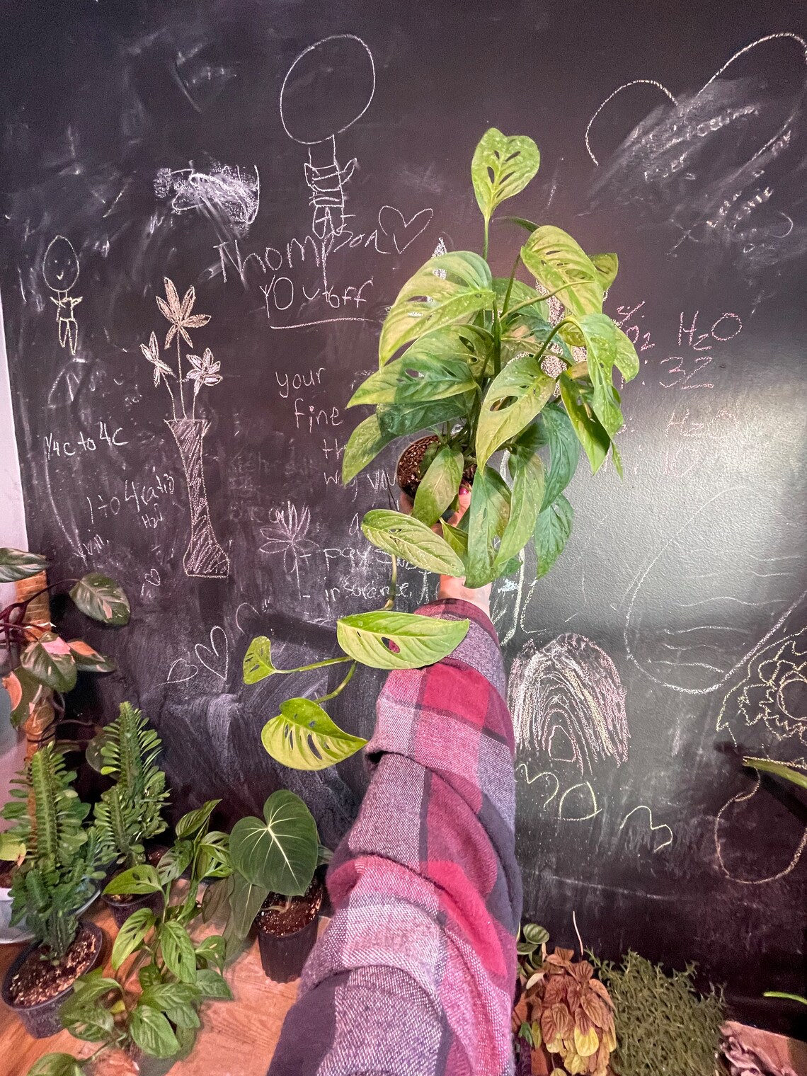 Monstera Adansonii Narrow-form - Etsy