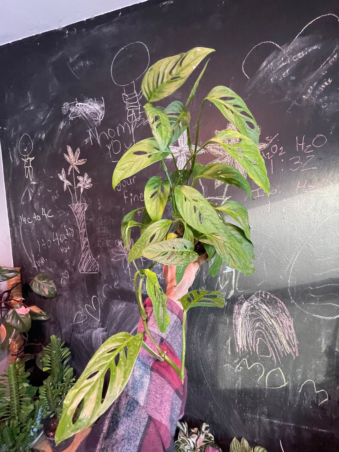 Monstera Adansonii Narrow-form - Etsy