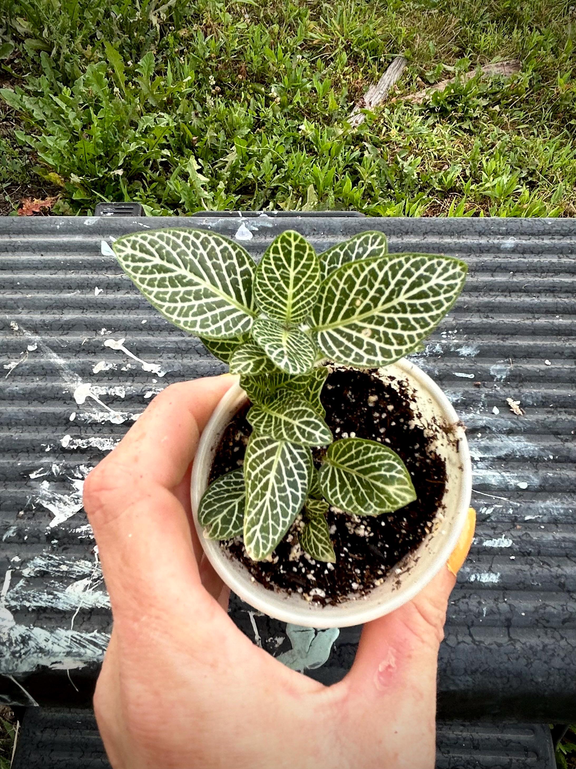 Fittonia Albivenis nerve Plant - Etsy