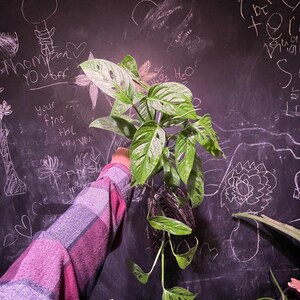 Monstera Adansonii Narrow-form - Etsy